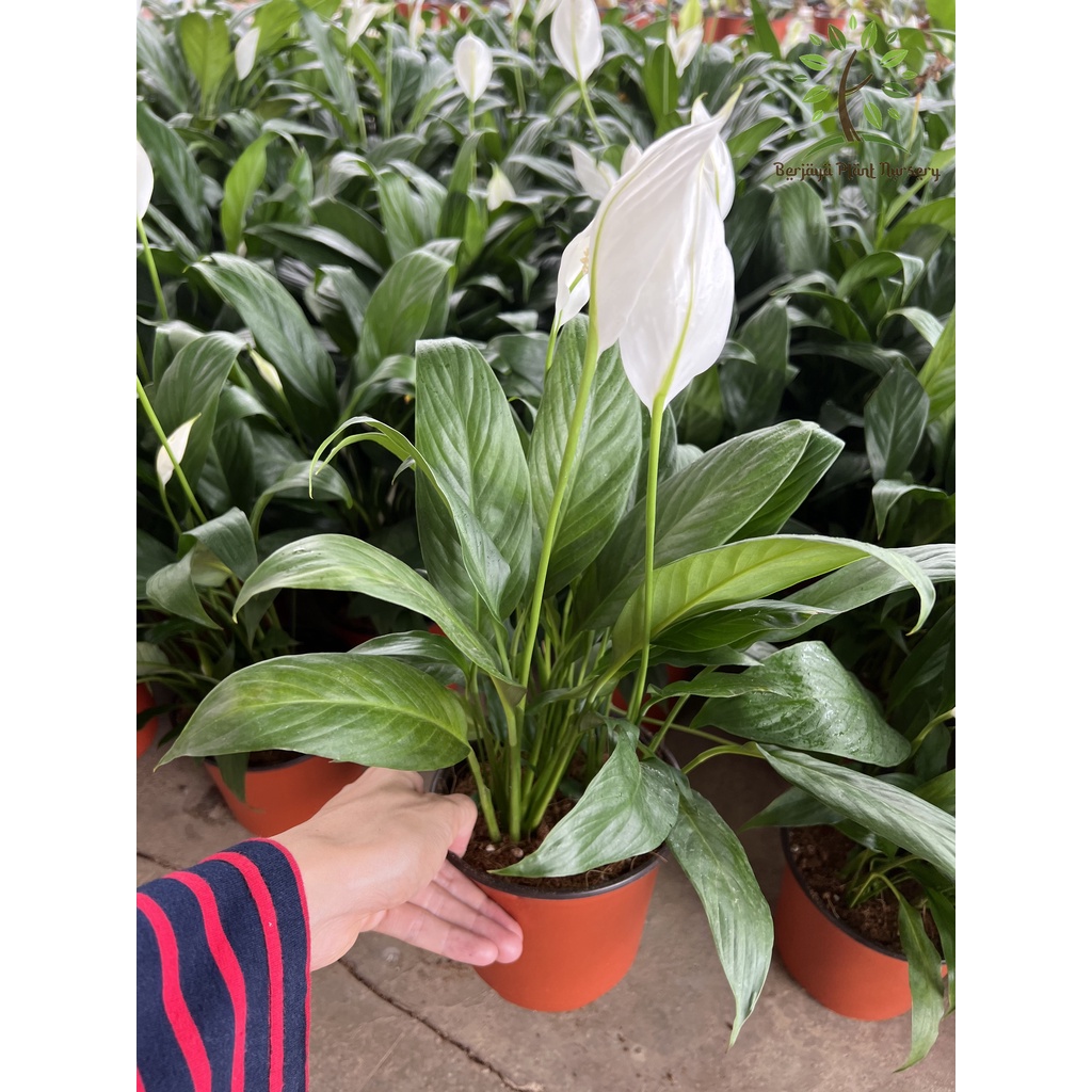Berjaya Plant Nursery - Peace lily/Spathiphyllum Mojo(Pokok Bunga Hidup ...