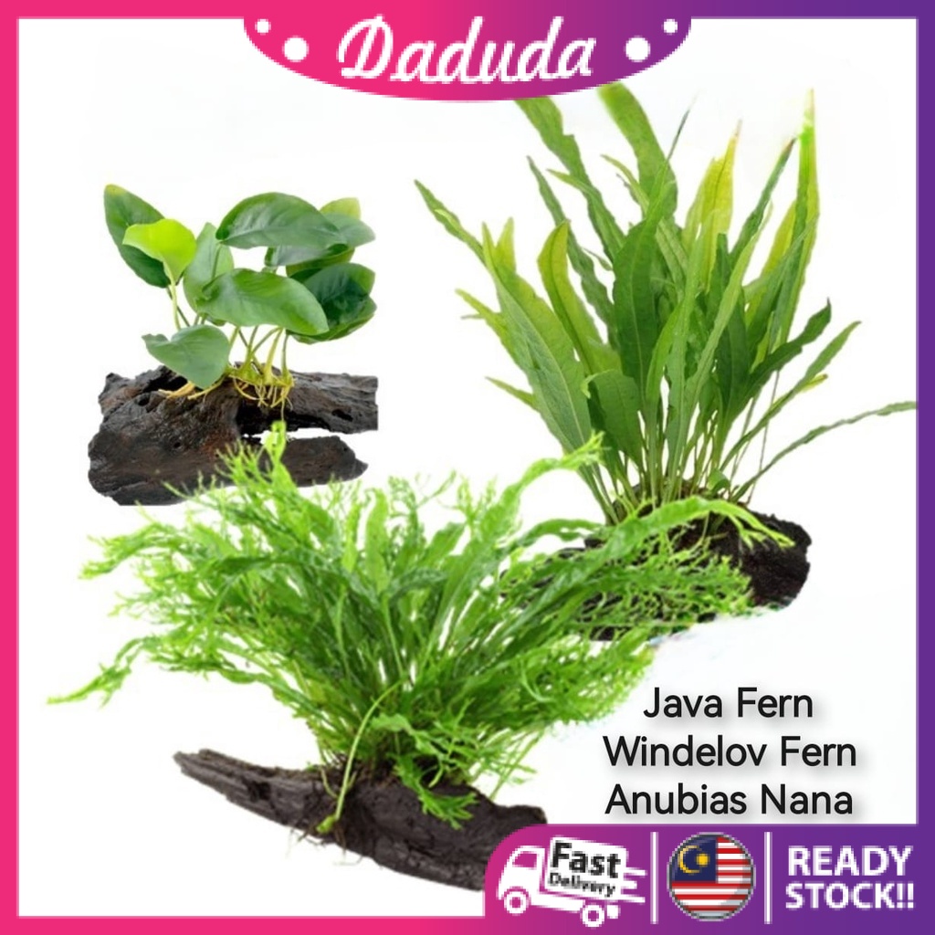Aquarium Live Aqua Plants On Wood Anubias Nana /Java Fern / Windelov ...