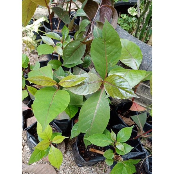 pokok puding belacan | Shopee Malaysia