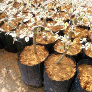 Anak Bucida Hibrid Putih / Batik / Variegated / White Molineti (Pokok ...