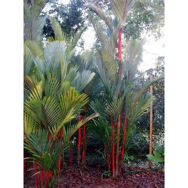 Anak pokok palma, lipstick palm, red sealing wax palm, Pinang raja ...