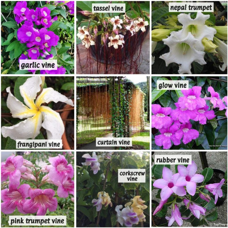 Pokok Bunga Memanjat Vine Garlic Frangipani Tassel Rubber curtain glow ...