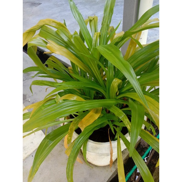 Anak pokok pandan diraja/pokok hijau kuning | Shopee Malaysia