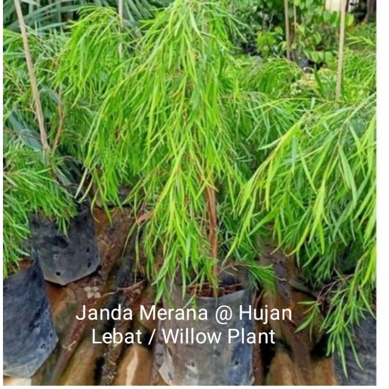 Anak Pokok Janda Merana/Hujan Lebat (Willow Plant) | Shopee Malaysia
