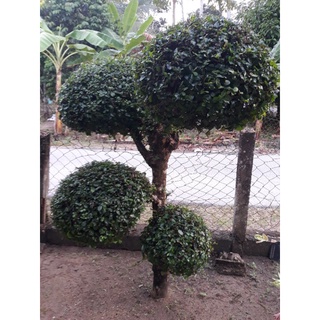 Anak Pokok BONSAI Kesina/Pokok Kesina/Pokok Bonsai Viral/Bonsai hiasan ...