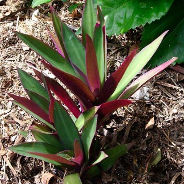 Anak Pokok Pandan Ungu/ Nenas Kerang / Purple Leaf(Rhoeo Discolor Leaf ...