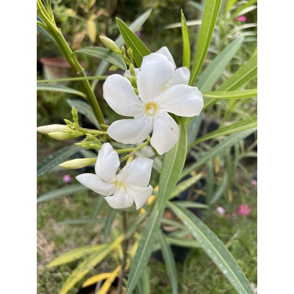 Pokok Oleander Putih Berbunga | Shopee Malaysia