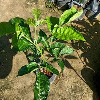 Anak Pokok Sentul/Setui Bangkok/Siam | Shopee Malaysia