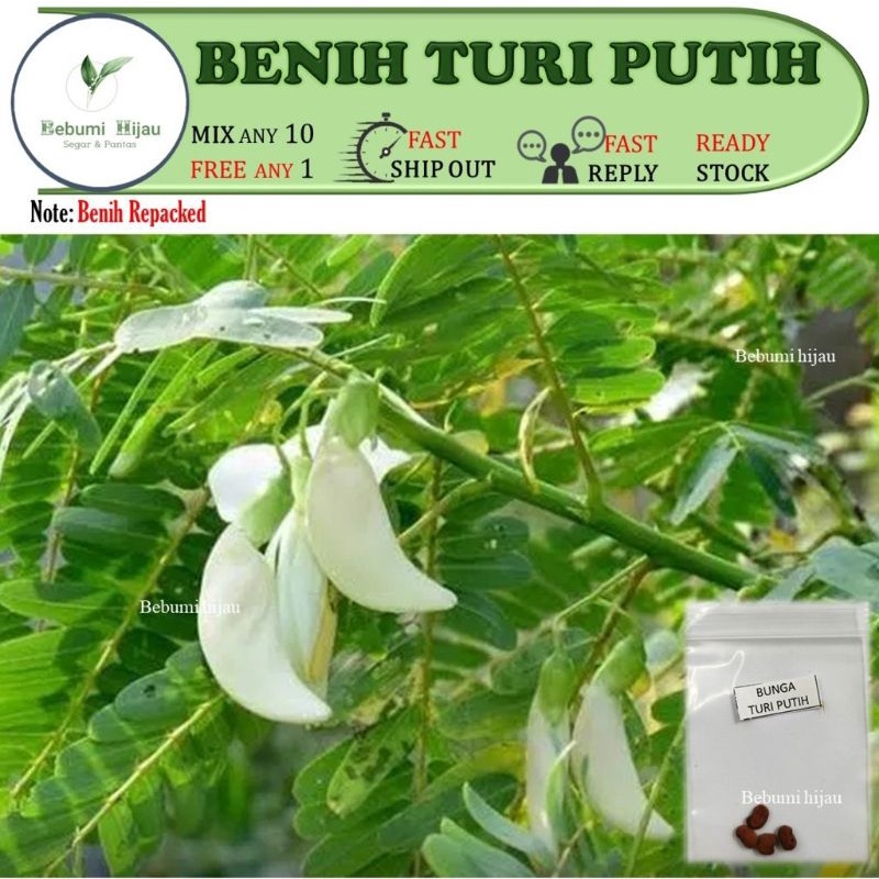 4 biji BENIH pokok BUNGA TURI PUTIH seeds Sesbania grandiflora ...