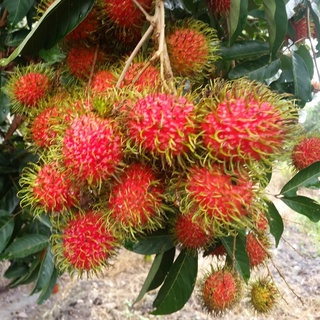 Anak Pokok Rambutan Jarum Mas | Shopee Malaysia