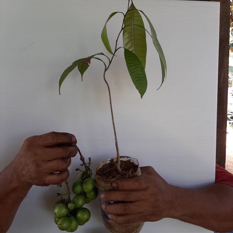 Anak Pokok Star Buah Star Setar | Shopee Malaysia