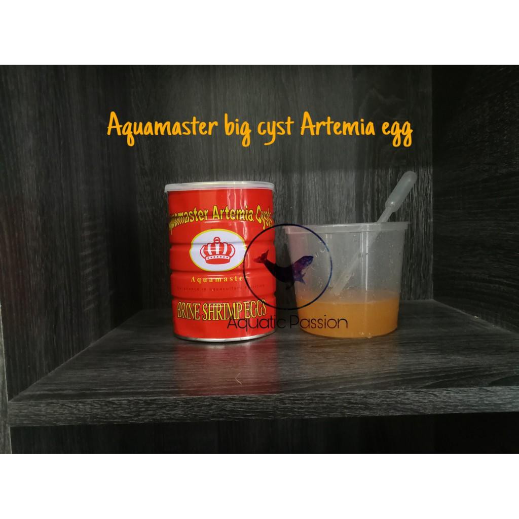 Betta tank Aquamaster Artemia baby brine shrimp BBS makanan ikan fish ...