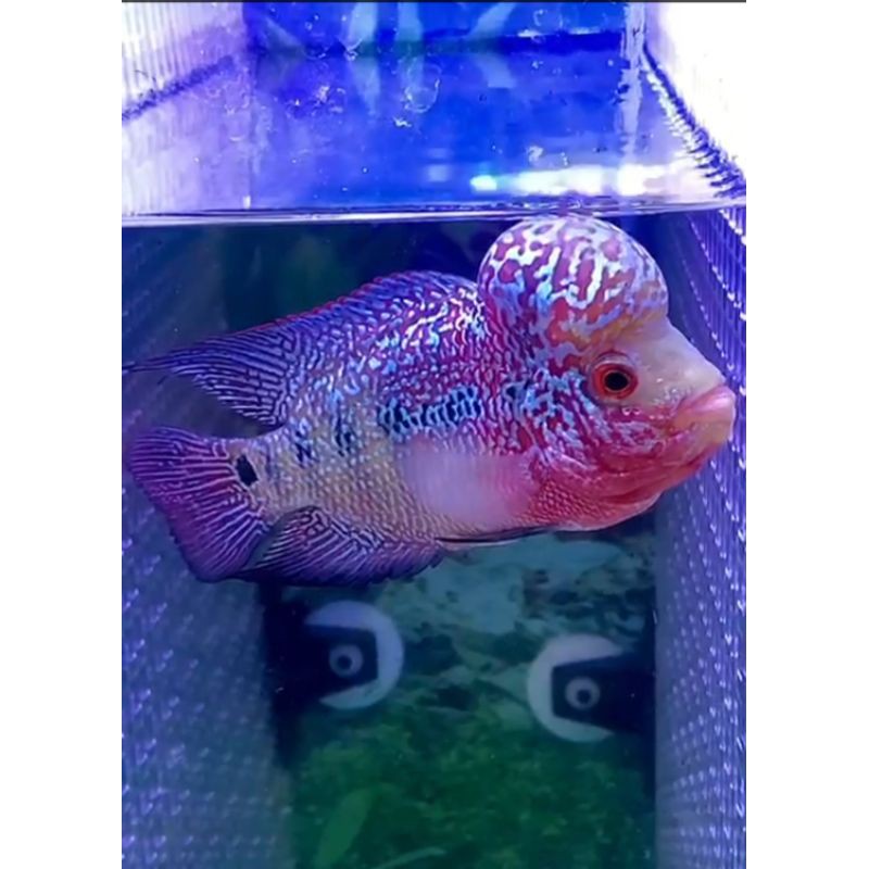 FLOWERHORN FISH/IKAN LOUHAN KING KAMFA F2 SRD CENCU | Shopee Malaysia