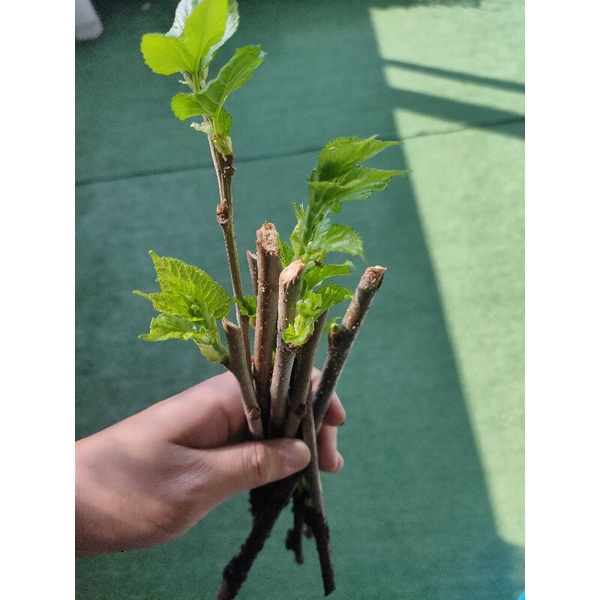 keratan batang pokok mulberry bertunas 5 btg | Shopee Malaysia