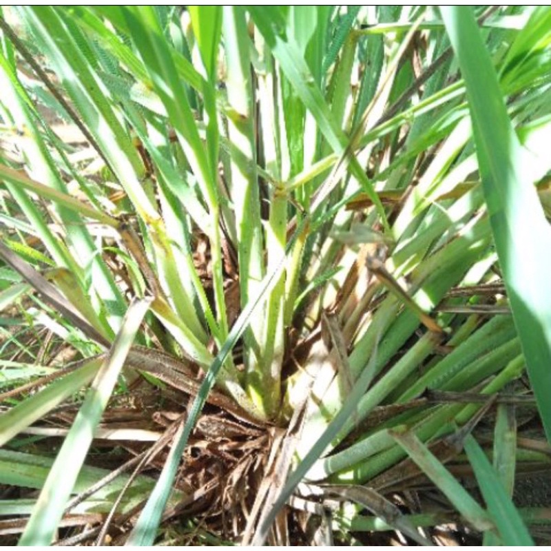 15 batang pokok serai | benih serai | serai berakar | Shopee Malaysia
