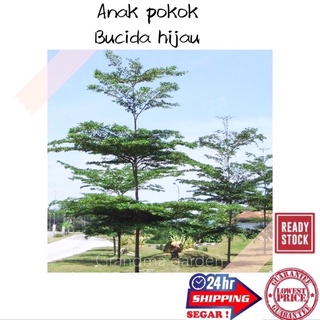 (GG real plant) bucida hijau ^ monineti busida live outdoor plant tree ...