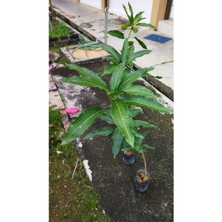 harumanis - Prices and Promotions - Jul 2022 | Shopee Malaysia