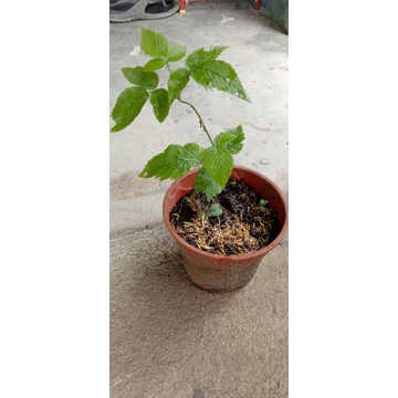 Balloon Berry/Berries/Anak pokok/pokok hidup | Shopee Malaysia