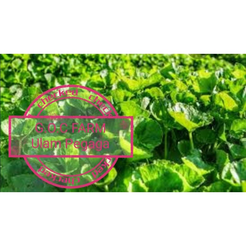 Ulam Pegaga segar pelbagai khasiat | Shopee Malaysia