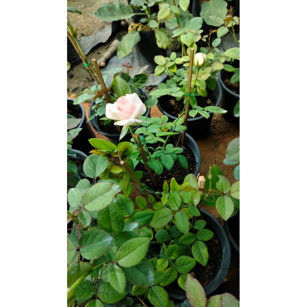 [AL PLANTS] ROSE KAMPUNG DAMASK(maggie)/rose kampung #outdoor plant ...