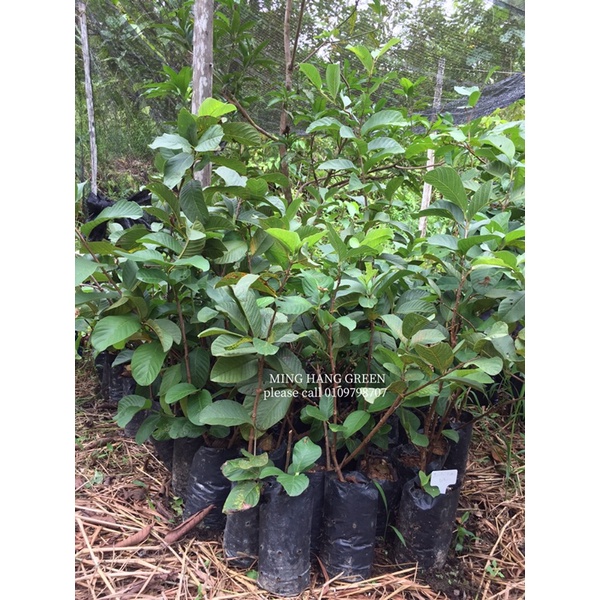 Anak Pokok Jambu Batu Lohan 罗汉番石榴果苗 | Shopee Malaysia