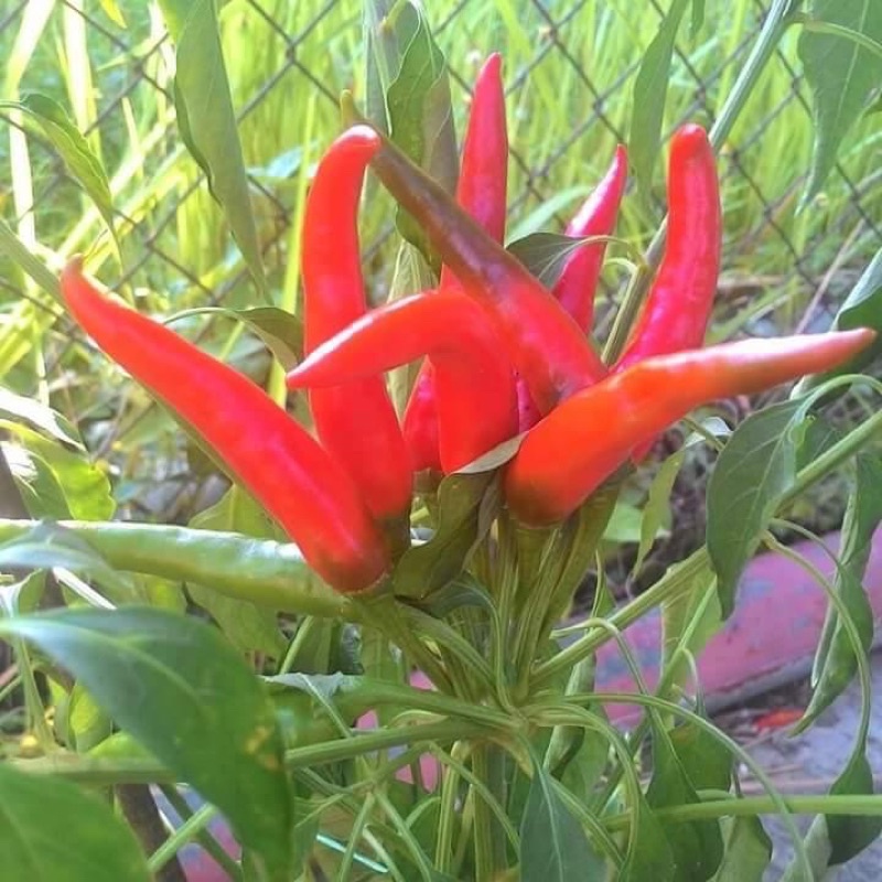 Cili Jambak biji benih | Shopee Malaysia