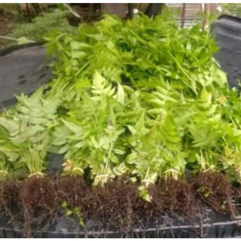 Pokok pucuk paku (5 pokok) | Shopee Malaysia