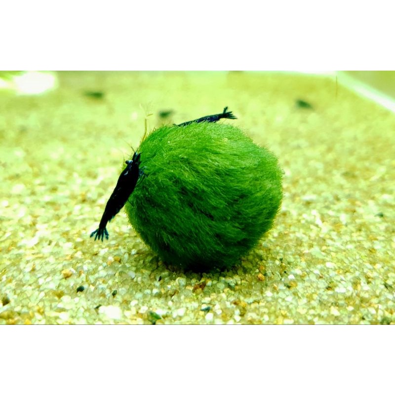 Aquarium Marimo Ball Moss Fish Shrimp Tank Aquascaping Tank | Shopee ...