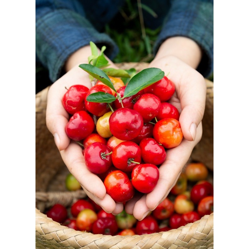 Anak Pokok Ceri Barbados / Barbados Cherry | BeeCost