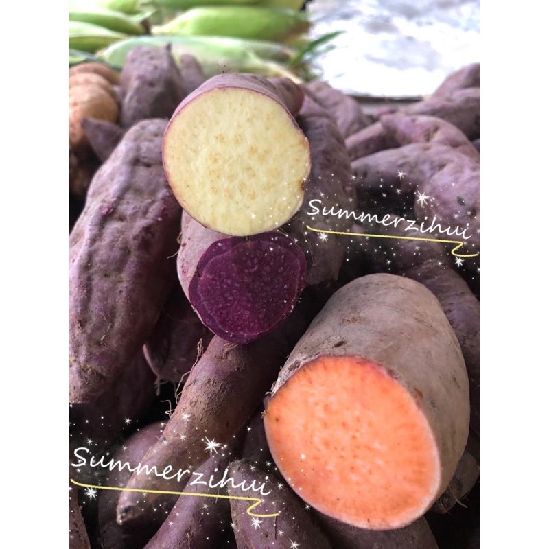 [ REDUCTION MYR 4.35 ] Sweet Potato / Japanese sweet potatoes Cameron ...