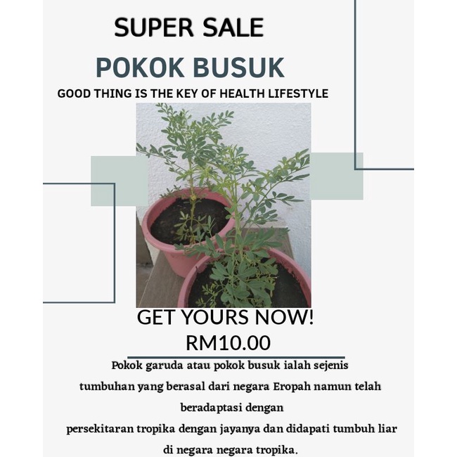 POKOK HERB BUSUK/POKOK GARUDA/ARUVATHAM PACHAI | Shopee Malaysia