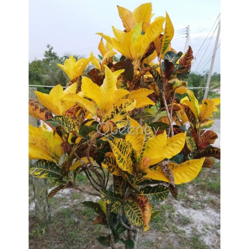 Keratan Pokok Bunga Puding/ Croton Plant | Shopee Malaysia