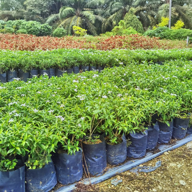 MOVEE-Real Live Plant Ervatamia divaricata Ervatamia mini w/poly bag ...