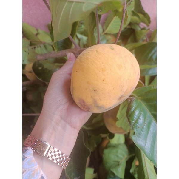 Buah Setoi Tempatan gebu. Pokok Mak Njang Faridah Tanah Merah Pendang ...