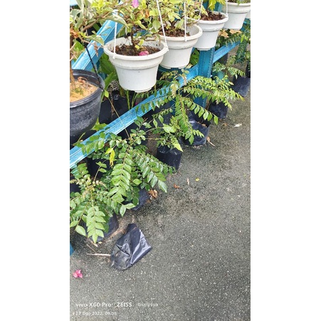 Pokok tanaman sayuran dalam polibag. Pokok daun kari, pokok daun kunyit ...