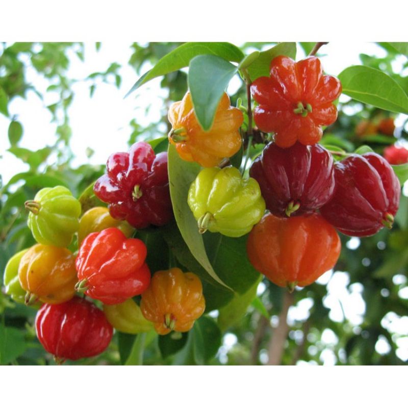 POKOK CHERRY SURINAM | Shopee Malaysia