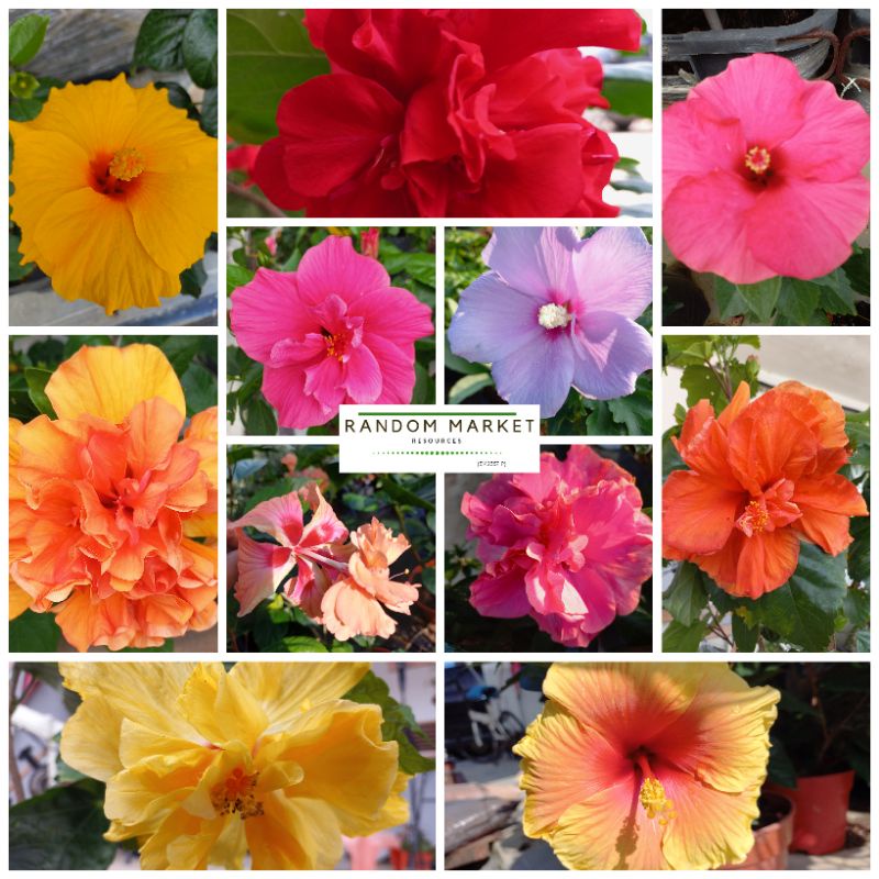 Pokok Bunga Raya Hybrid - Hibiscus [Live Plant] | Shopee Malaysia