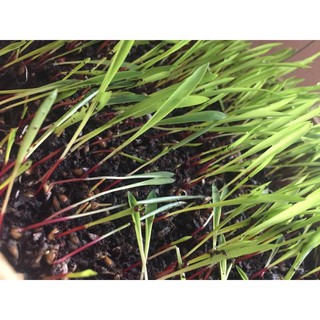 BIJI BENIH RUMPUT RUZI 1KG ALTENATIF SUMBER MAKANAN PENTERNAKAN DAN ...