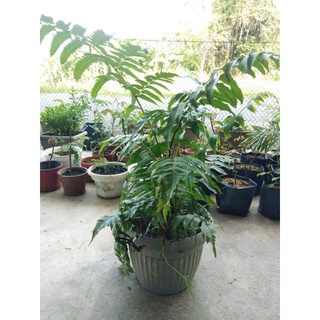 POKOK PUCUK PAKU 5 POKOK RM8 | Shopee Malaysia