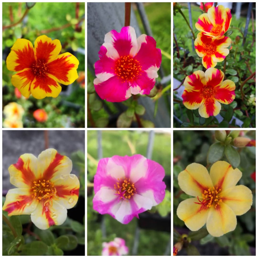 Jenis Duna Stripe - Keratan Bunga Ros Jepun / Pokok Bunga 10 Pagi ...