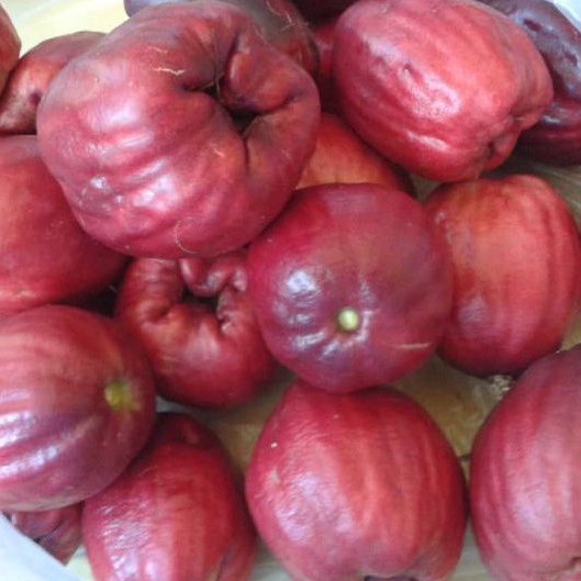 Buah Jambu Ball/ Jambu Keling -sedap-gebu-manis | Shopee Malaysia