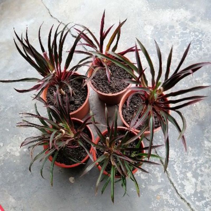 Cordyline Americana Red / Madagascar Dragon Tree (龙血树属) | Shopee Malaysia