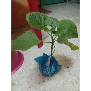 Pokok Melur Jawa plant, Jawa malli | Shopee Malaysia