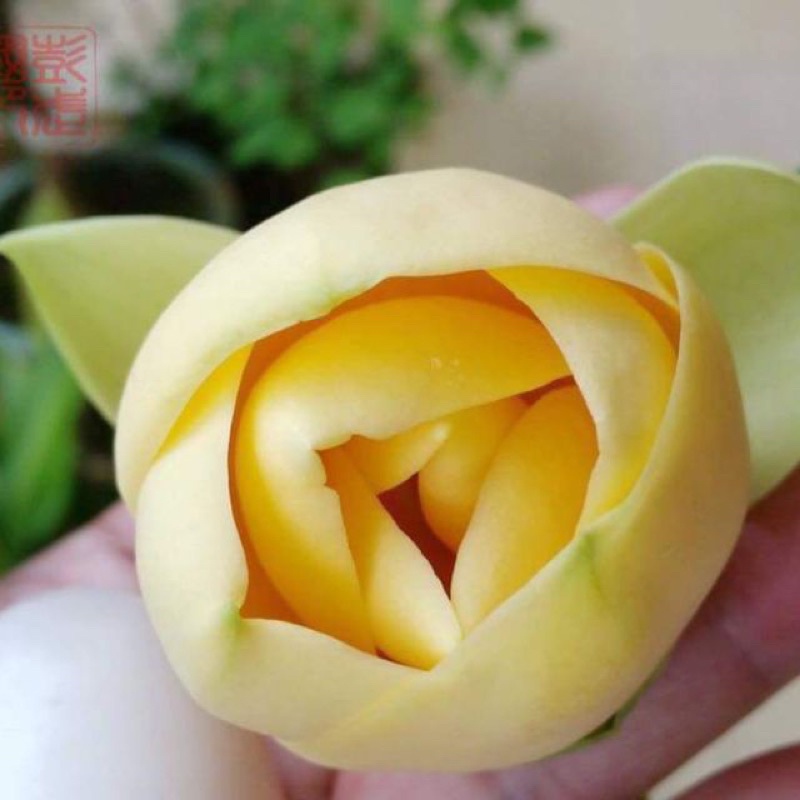 Anak Pokok Bunga Cempaka Telur KUNING / Liliiflora Magnolia YELLOW ...