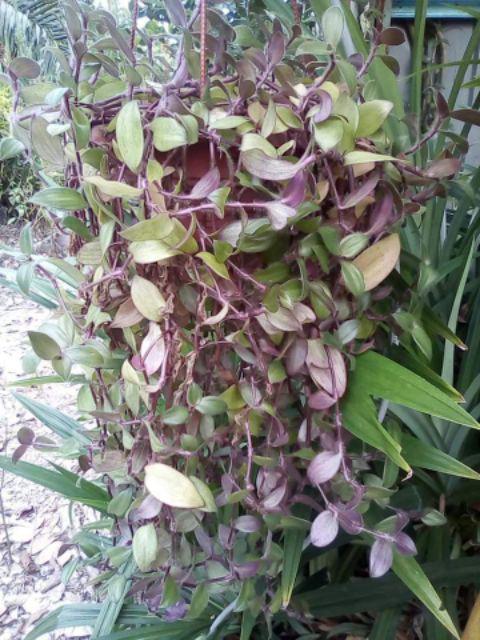 pokok telinga kera baik untuk kesihatan bu | Shopee Malaysia