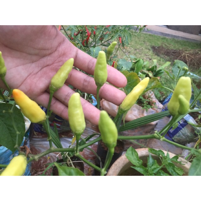 5pcs Biji Cili (Cili jenis dalam gambar) | Shopee Malaysia
