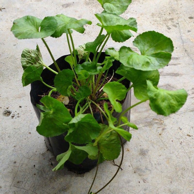 Pokok ulam pegaga kampung | Shopee Malaysia