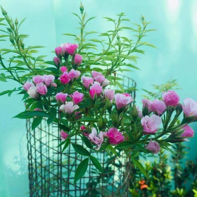 Pokok Bunga rose ( climbing) | Shopee Malaysia