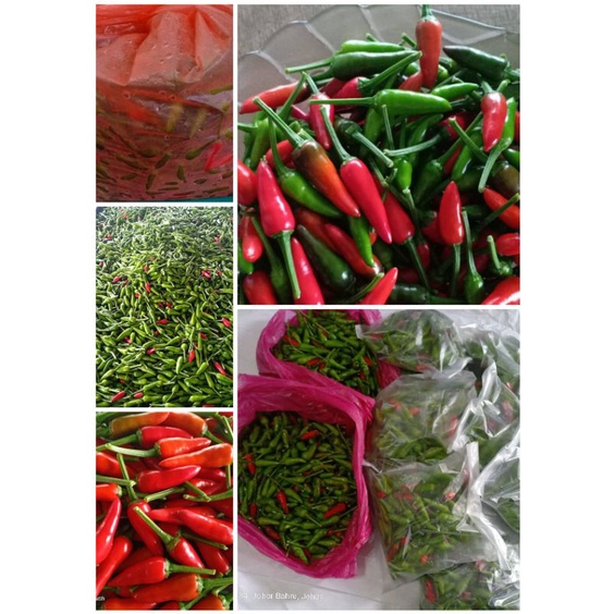 Cili Padi Centil Segar (500g) | Shopee Malaysia