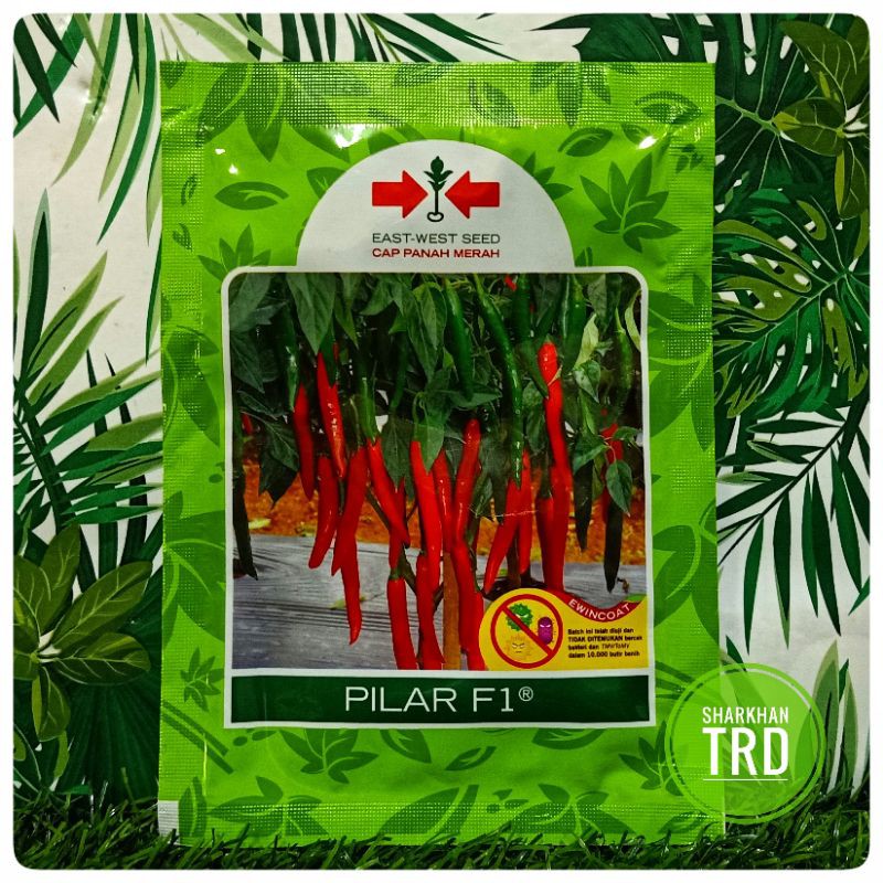 Paket 10 Gram 1500 Biji PILAR F1 Biji Benih Cili Kulai Besar Panah ...